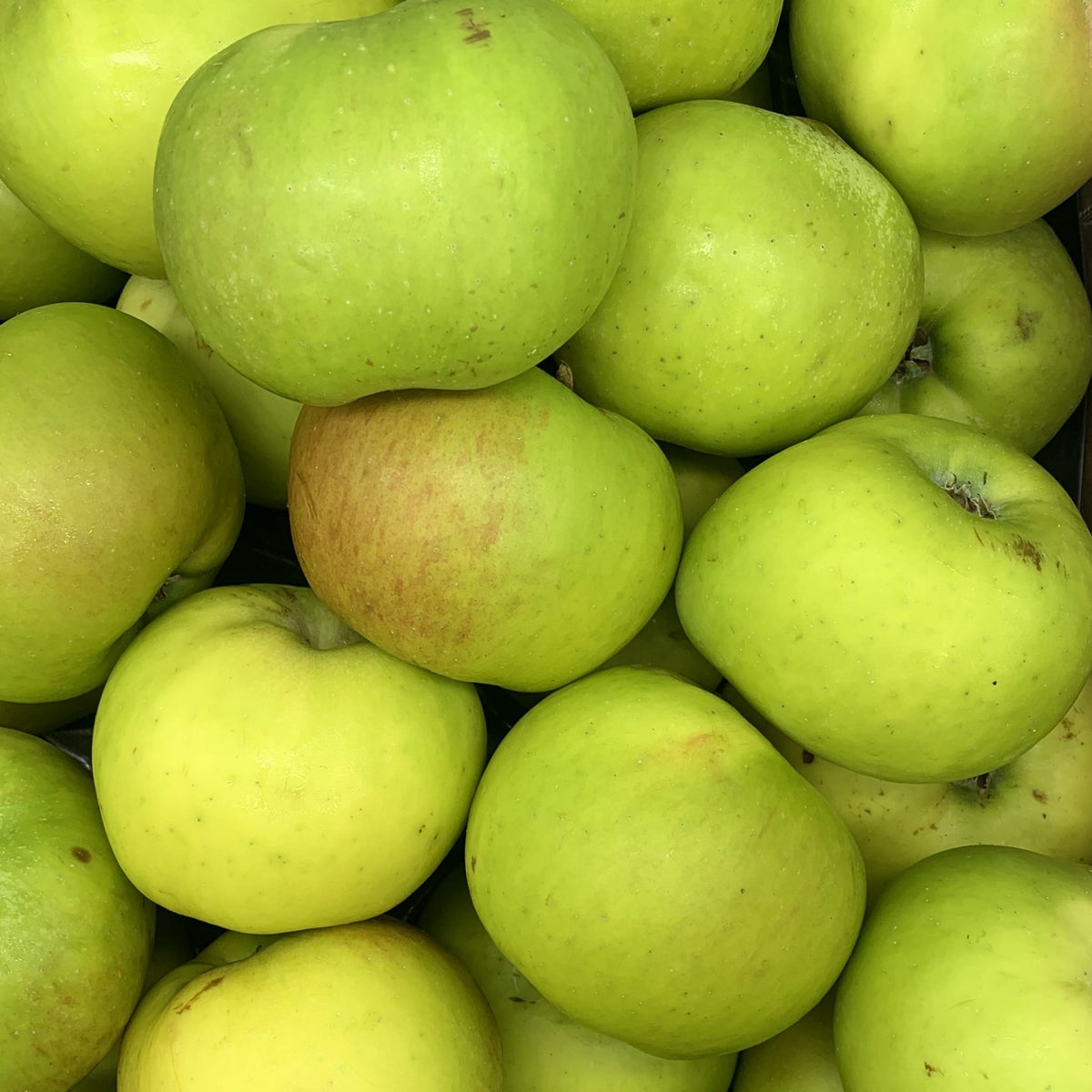 Bramley Apples, pack of 4 – Groombridge Farm Shop