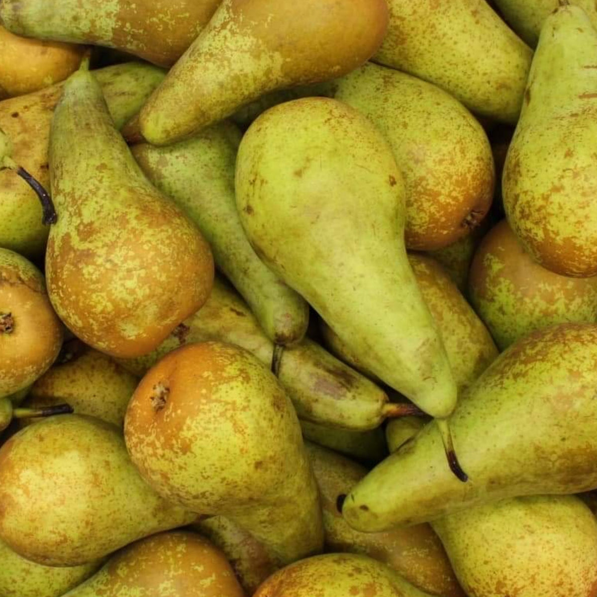 Shop Pears at Groombridge Farm Shop